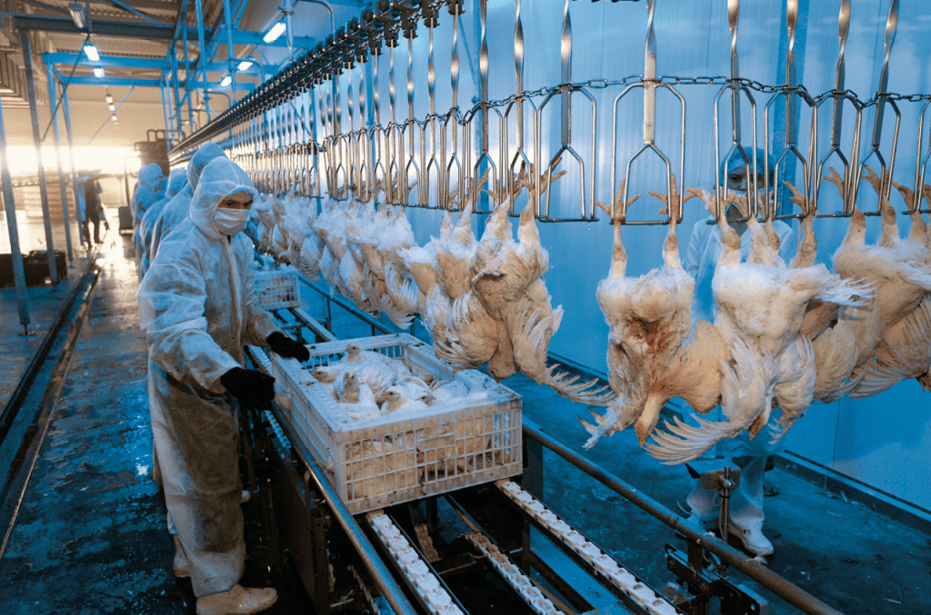 CHICKEN SLAUGHTERHOUSE AND PROCESSING FACILITIES - ERKAR INDUSTRIAL ...